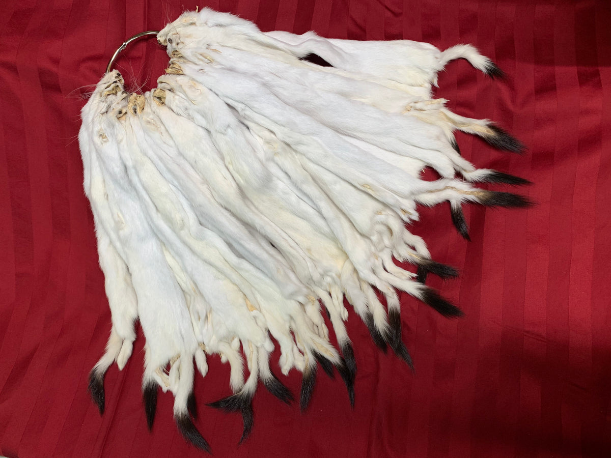 Tanned Long Tailed Weasels Pelts – Canada Fur Company