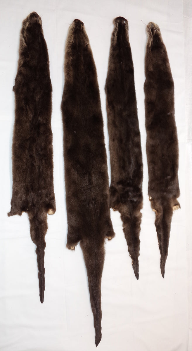Tanned Otter Pelts – Canada Fur Company