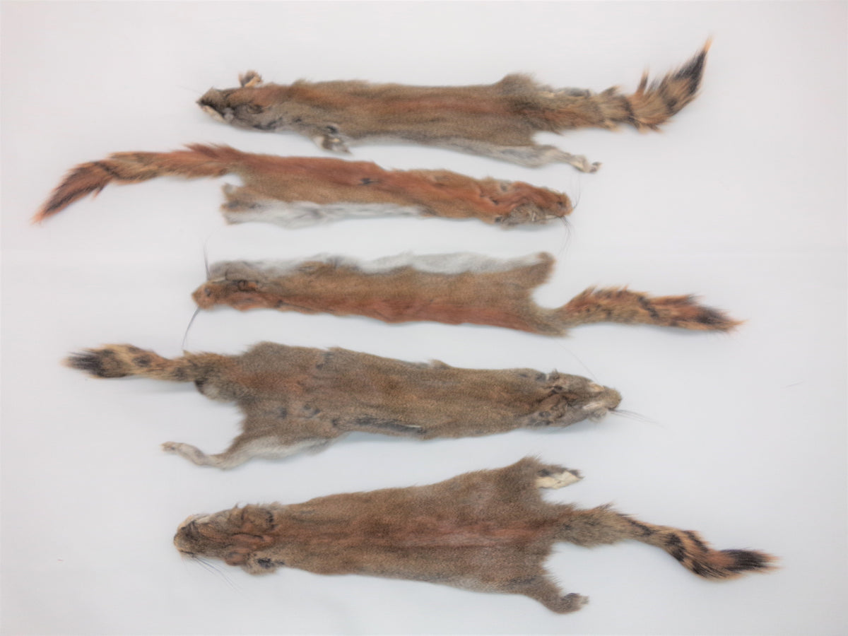 Tanned Squirrel Pelts – Canada Fur Company