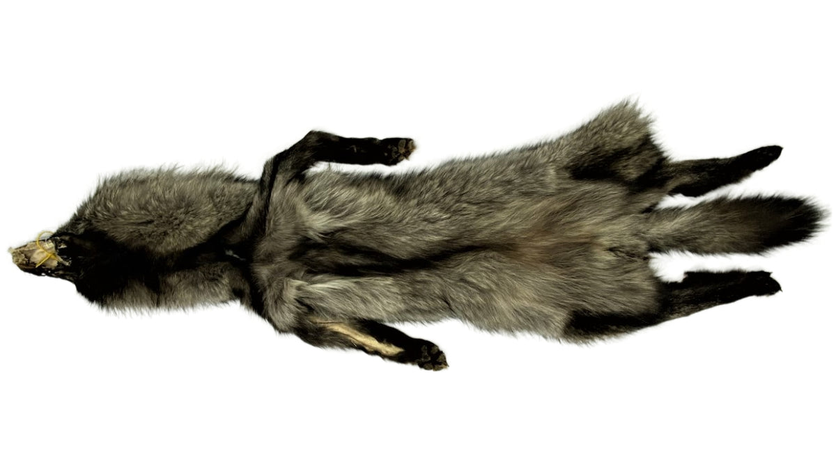 Black Wolf Pelt - 2XL Select - Complete, #698 – Canada Fur Company