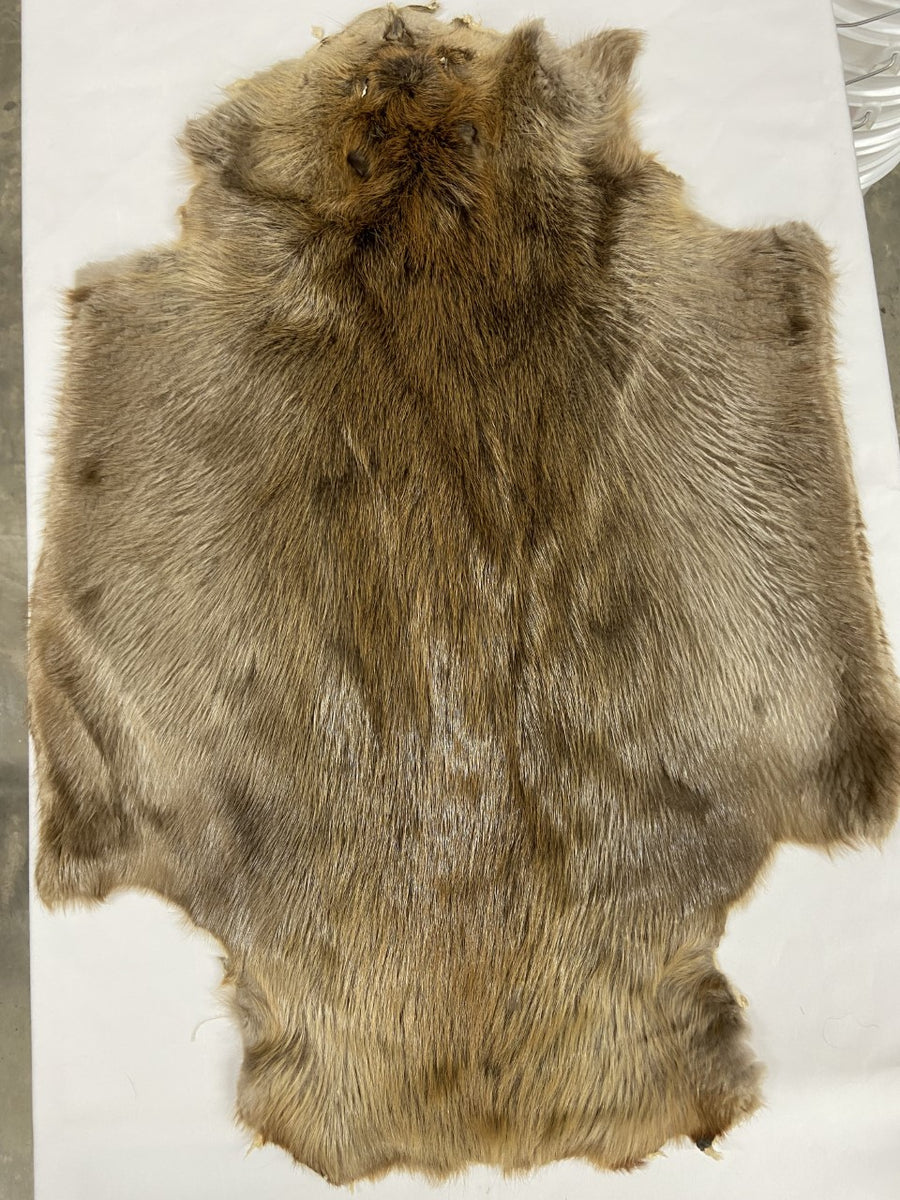 Beaver Pelt - Large SDG-DGD Western – Canada Fur Company